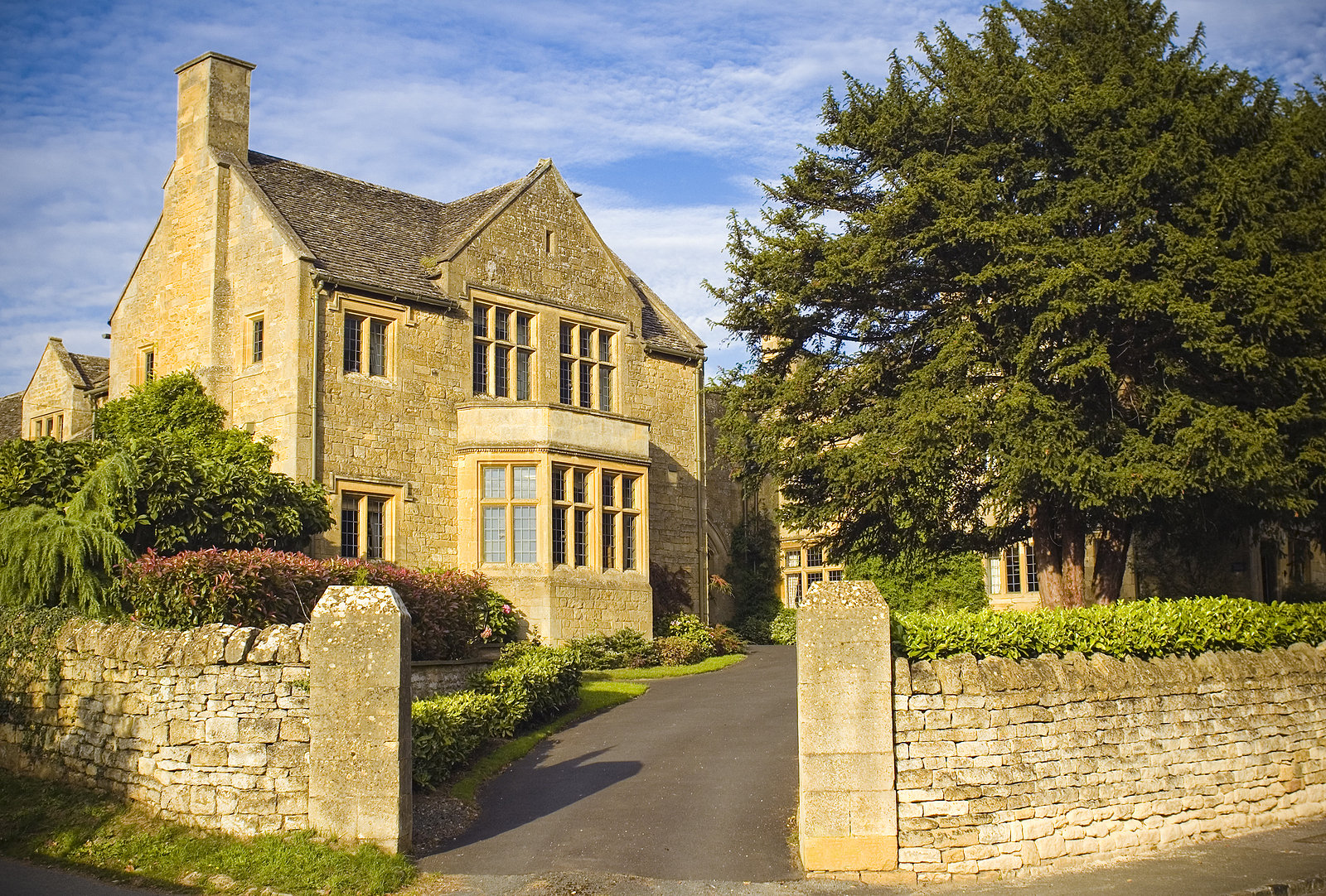 Which Trees Are Most Likely to Cause Subsidence? | Geobear